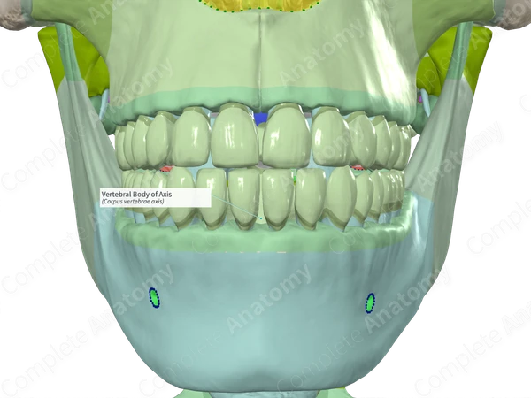 Vertebral Body of Axis | Complete Anatomy