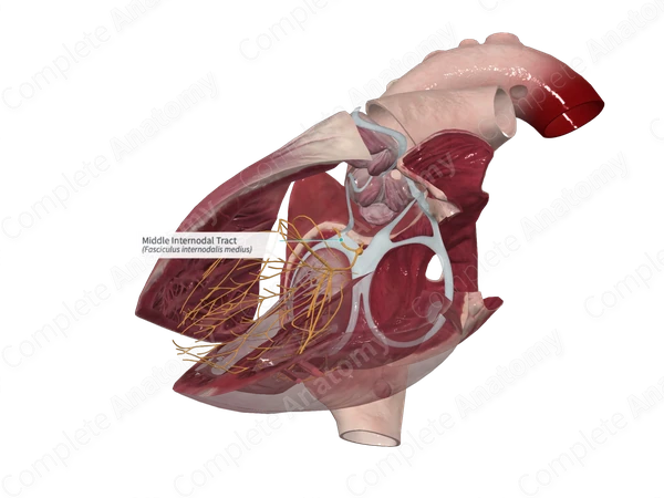 Middle Internodal Tract | Complete Anatomy