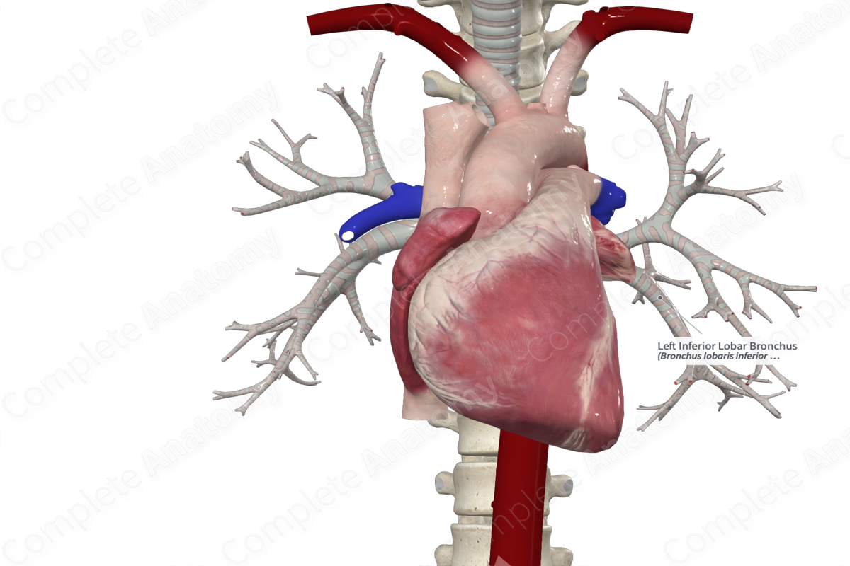 Left Inferior Lobar Bronchus Complete Anatomy