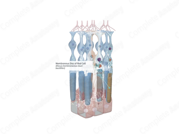 Membranous Disc of Rod Cell | Complete Anatomy