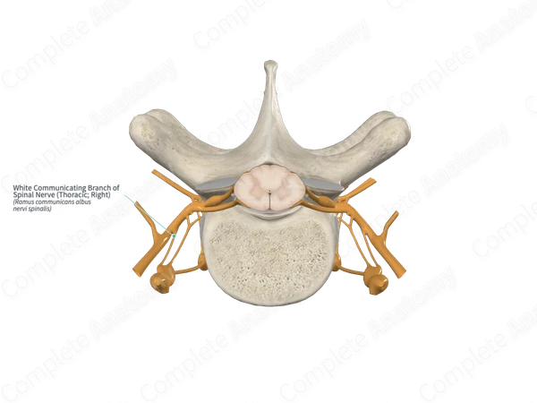 White Communicating Branch of Spinal Nerve (Thoracic; Right) | Complete ...