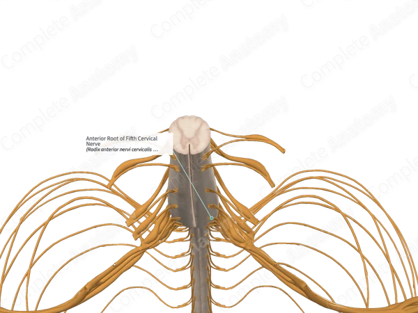 Anterior Root of Fifth Cervical Nerve | Complete Anatomy