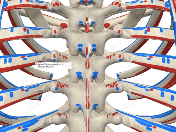 Origin of Transverse Part of Trapezius Muscle | Complete Anatomy