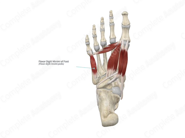 Flexor Digiti Minimi of Foot | Complete Anatomy