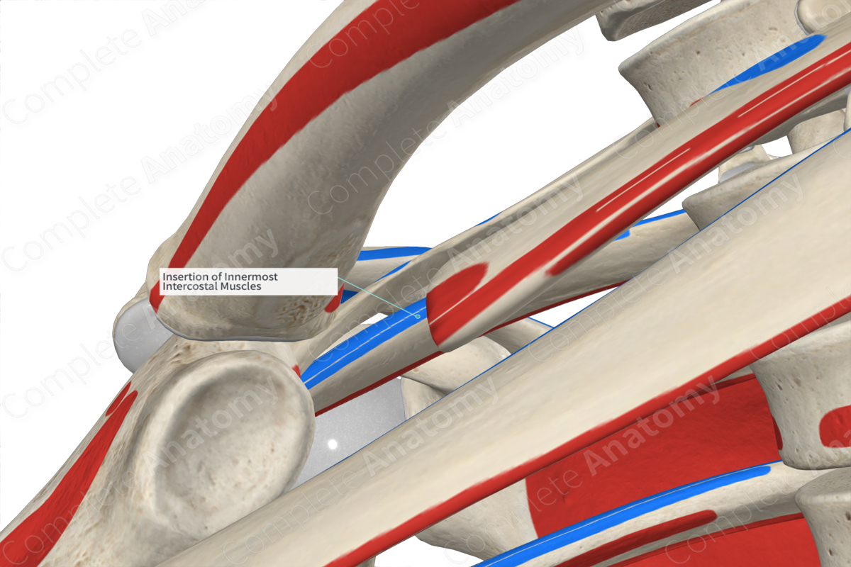 Insertion of Innermost Intercostal Muscles | Complete Anatomy