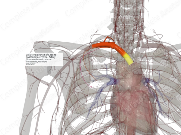 Collateral Branch of Second Posterior Intercostal Artery (Left ...