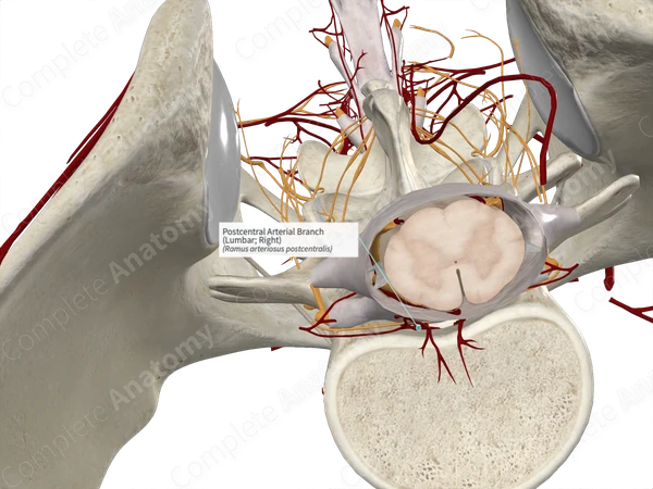 Postcentral Arterial Branch (Lumbar; Right) | Complete Anatomy