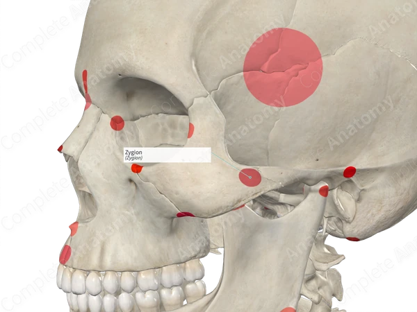 Zygion | Complete Anatomy