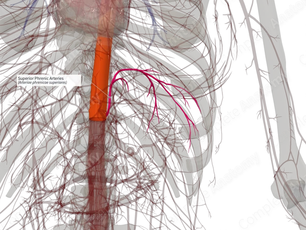 Superior Phrenic Arteries (Right) | Complete Anatomy