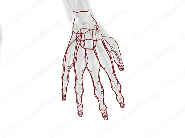 Arteries of Hand (Left) | Complete Anatomy