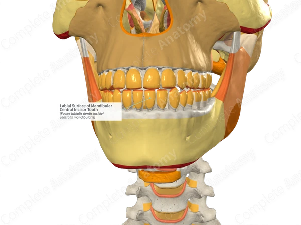 Labial Surface of Mandibular Central Incisor Tooth | Complete Anatomy