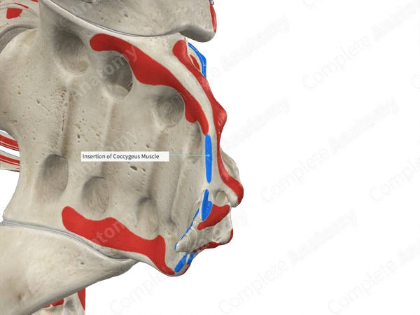 Insertion of Coccygeus Muscle | Complete Anatomy