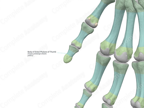 Body of Distal Phalanx of Thumb | Complete Anatomy
