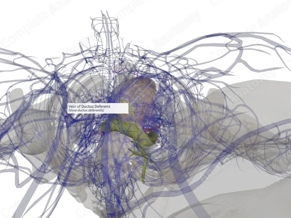 Vein of Ductus Deferens (Right) | Complete Anatomy