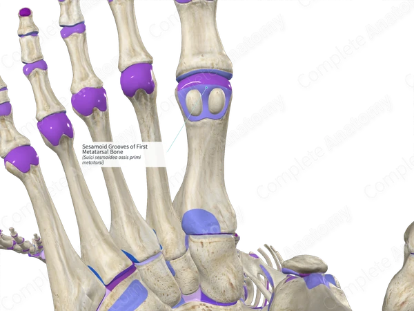 Sesamoid Grooves of First Metatarsal Bone | Complete Anatomy