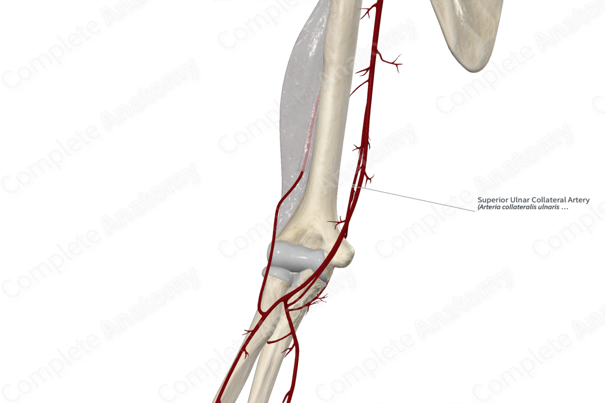 Superior Ulnar Collateral Artery Complete Anatomy