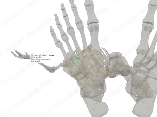 Metatarsal Interosseous Ligaments (Left) | Complete Anatomy