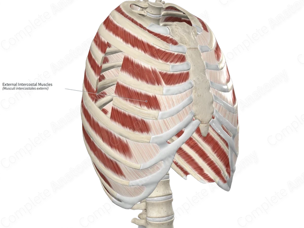 External Intercostal Muscles Model Muscles Of The Thoracic Cavity