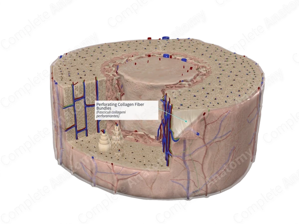 Perforating Collagen Fiber Bundles | Complete Anatomy
