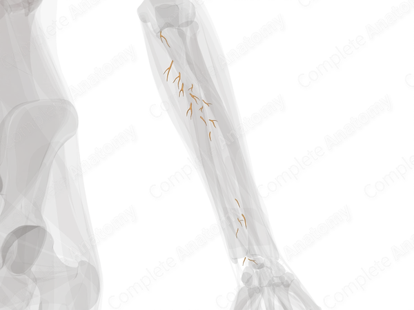 Muscular Branches of Median Nerve (Forearm; Left) | Complete Anatomy