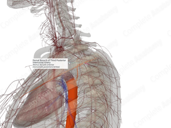Dorsal Branch of Third Posterior Intercostal Artery (Left) | Complete ...