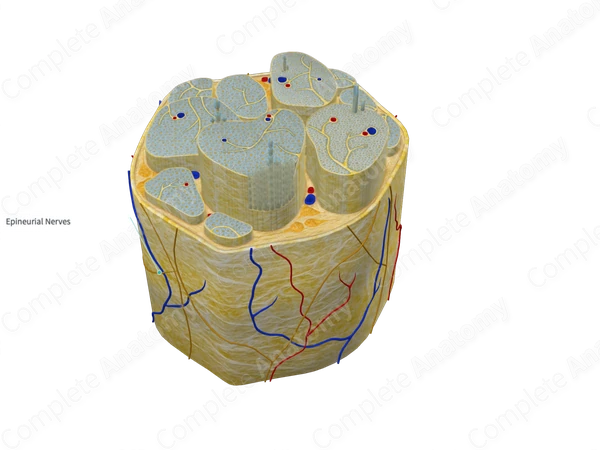Epineurial Nerves | Complete Anatomy
