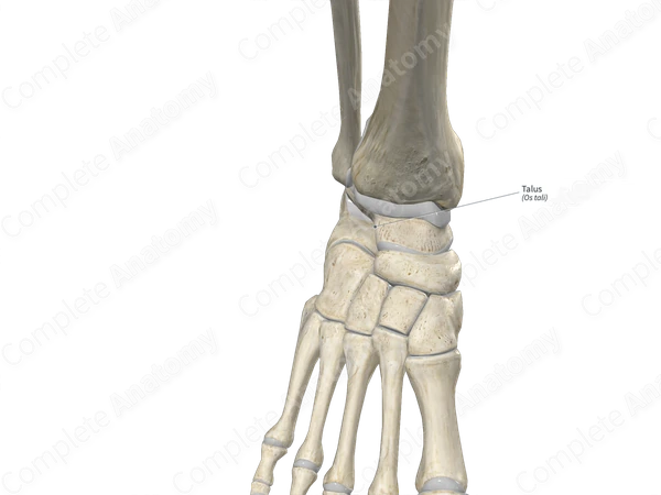 Talus | Complete Anatomy