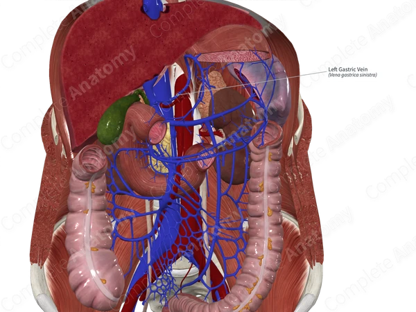 Anatomia Vascular Gastrica Vascular Anatomy Of Gastric Varices: Origin