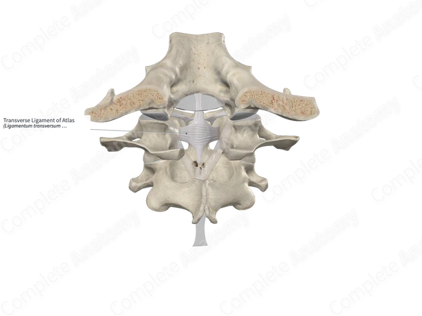 Transverse Ligament of Atlas | Complete Anatomy