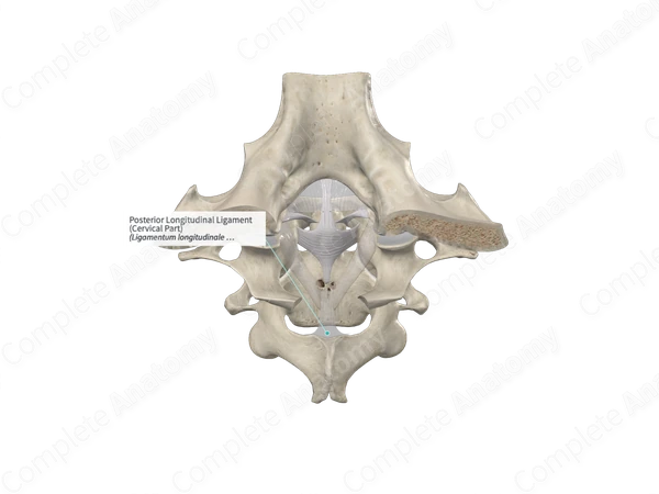 Posterior Longitudinal Ligament (Cervical Part) | Complete Anatomy