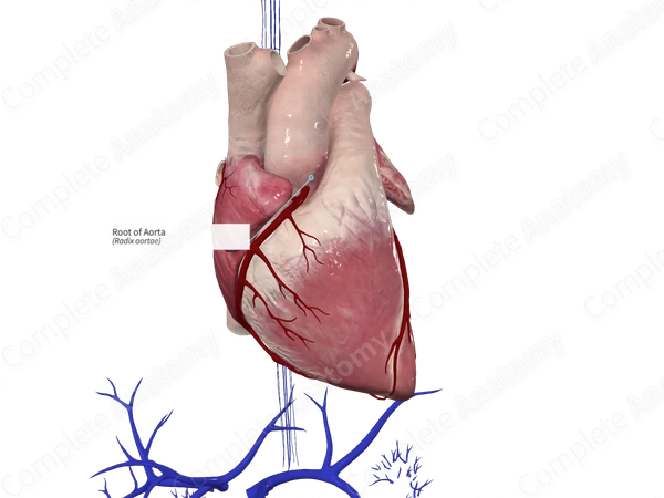 Root of Aorta | Complete Anatomy