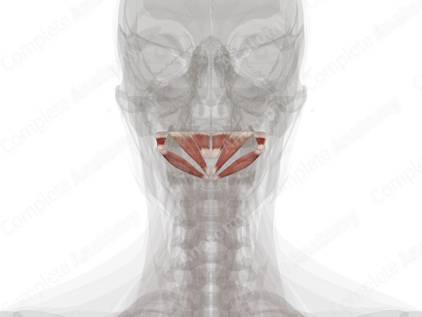 Suboccipital Muscles | Complete Anatomy