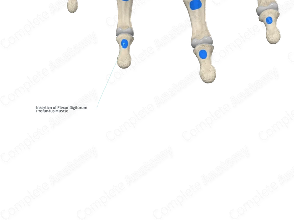 Insertion of Flexor Digitorum Profundus Muscle | Complete Anatomy