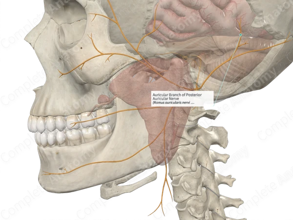 Auricular Branch of Posterior Auricular Nerve | Complete Anatomy