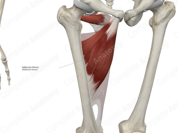 Adductor Brevis | Complete Anatomy