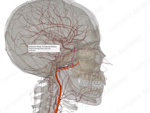 Anterior Deep Temporal Artery (Left) | Complete Anatomy