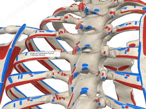 Origin of Transverse Part of Trapezius Muscle | Complete Anatomy
