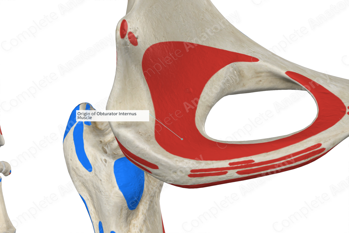 Origin Of Obturator Internus Muscle Complete Anatomy