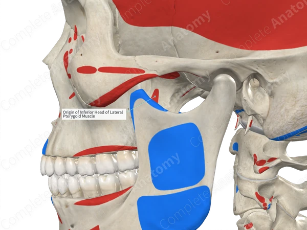 Origin of Inferior Head of Lateral Pterygoid Muscle | Complete Anatomy
