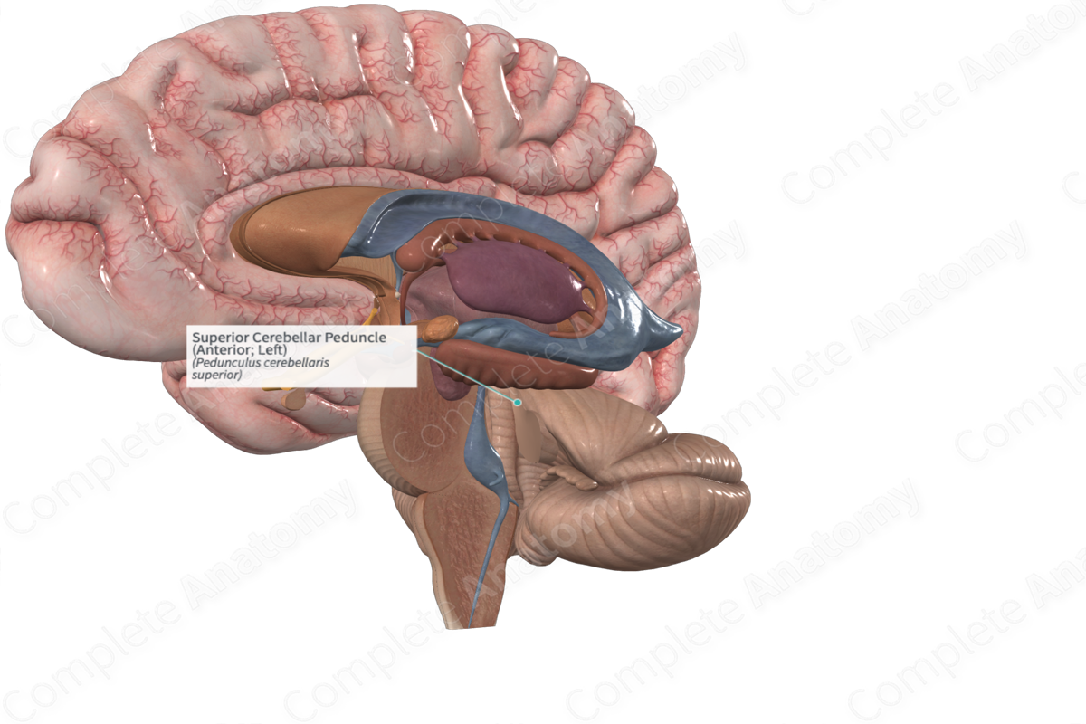 Superior Cerebellar Peduncle Anterior Left Complete Anatomy