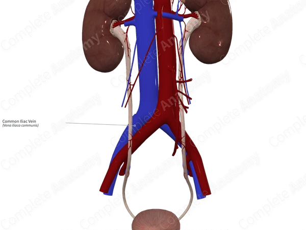 Common Iliac Vein | Complete Anatomy