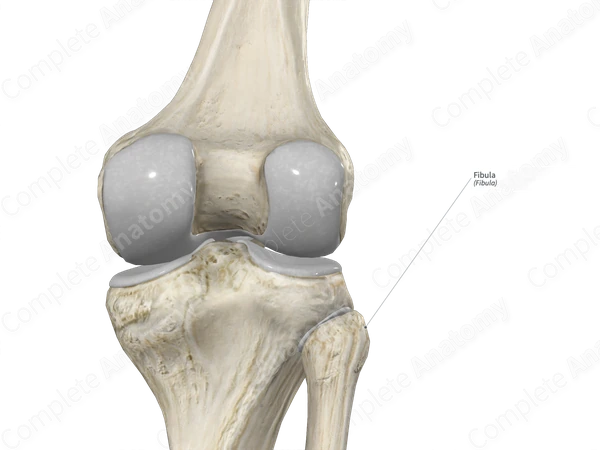 Fibula | Complete Anatomy
