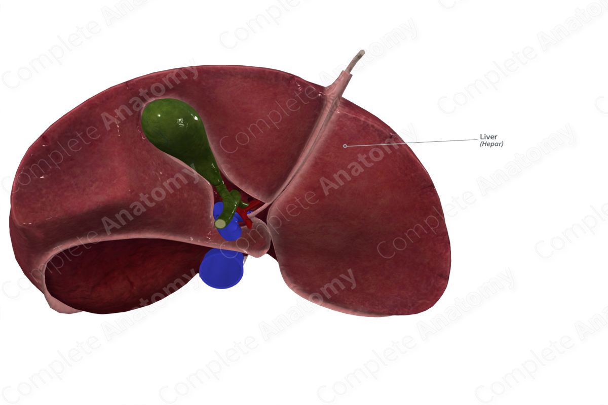 The Liver Anatomy Liver