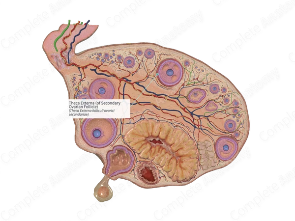 Theca Externa (of Secondary Ovarian Follicle) | Complete Anatomy