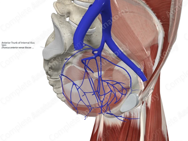 Anterior Trunk of Internal Iliac Vein | Complete Anatomy