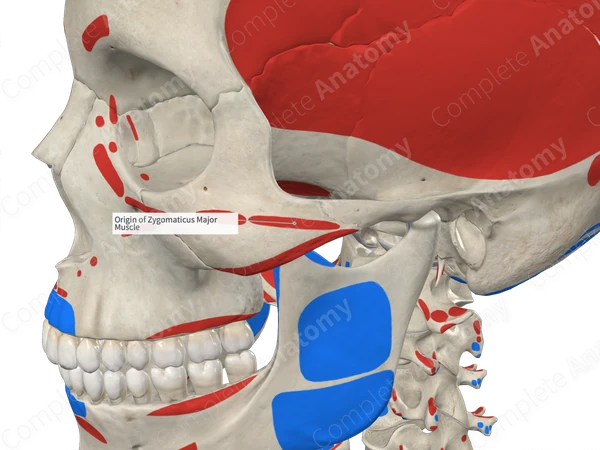 Origin of Zygomaticus Major Muscle | Complete Anatomy