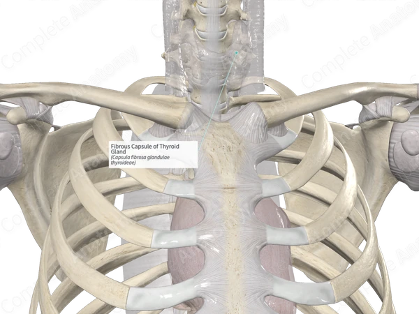 Fibrous Capsule of Thyroid Gland | Complete Anatomy