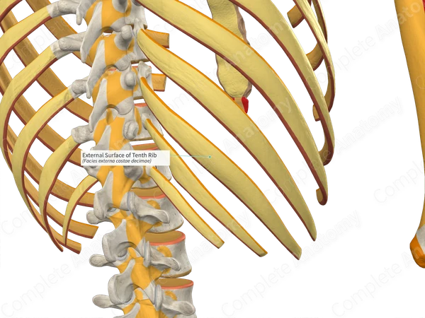 External Surface of Tenth Rib | Complete Anatomy