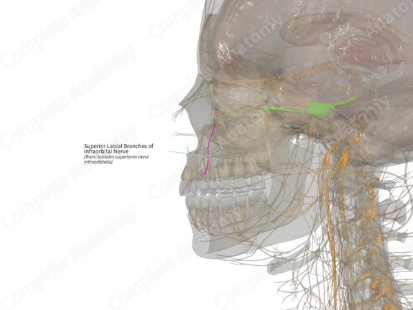 Superior Labial Branches of Infraorbital Nerve (Right) | Complete Anatomy