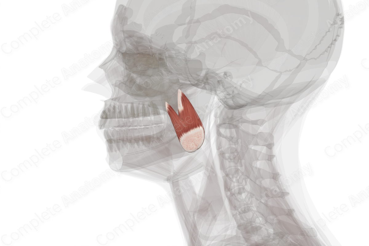 Medial Pterygoid Muscle Left Complete Anatomy